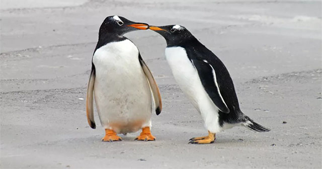 Chim cánh cụt đang ít chung thủy hơn vì... biến đổi khí hậu - KhoaHoc.tv