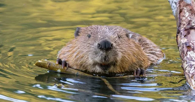 Tại sao loài hải ly thích xây dựng những con đập để làm tổ? - KhoaHoc.tv