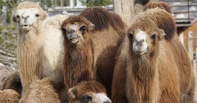 Nghiên cứu mới cho thấy tổ tiên của loài lạc đà có nguồn gốc từ Bắc Mỹ ...