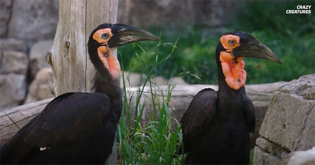 Video: Chim mỏ sừng phương nam - Loài chim có thể chẻ vỡ mai rùa ...