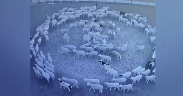 Video: Bí ẩn đàn cừu đi vòng tròn liên tục trong 12 ngày - KhoaHoc.tv