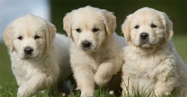 Vì sao không biết tiếng người nhưng thú cưng vẫn nhận ra chủ nhân ...