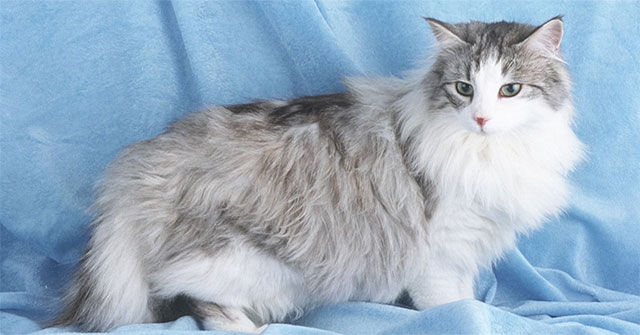 Top 10 giống mèo nhà to nhất thế giới - KhoaHoc.tv