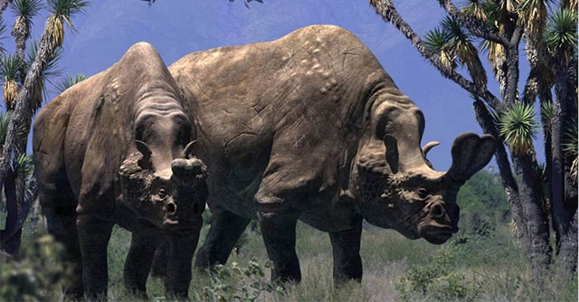 Embolotherium: Loài tê giác sở hữu chiếc sừng giống như loài bọ hung ...