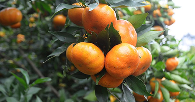 Cách chọn mua cam Canh tươi ngon cực đơn giản - KhoaHoc.tv