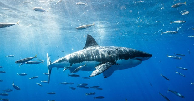 Tại sao cá mập trắng tấn công đầu thợ lặn? - KhoaHoc.tv