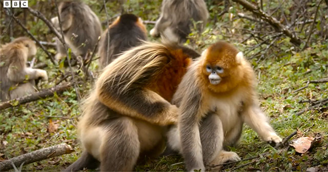 Video: Voọc đầu đàn vất vả chiều lòng "dàn hậu cung" - KhoaHoc.tv