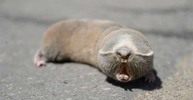 Vì sao chuột chũi mù được coi là một trong những sinh vật kỳ lạ nhất ...