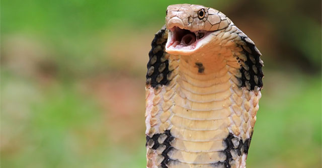 Vì sao rắn hổ chúa là một trong những loài độc nhất hành tinh? - KhoaHoc.tv
