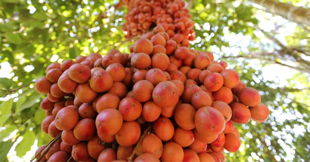 Lợi ích tuyệt vời của quả dâu da đất bạn nên biết - KhoaHoc.tv