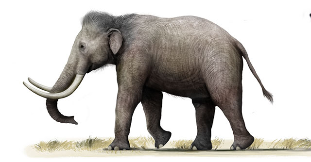 Châu Âu từng là nhà của loài voi ma mút nhỏ bé nhất thế giới - KhoaHoc.tv