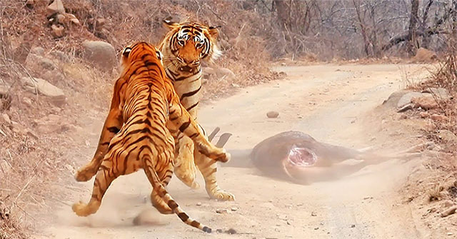 Video: Hổ Bengal tưởng vớ được món quà ai dè lại gặp tai họa - KhoaHoc.tv