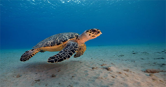 Nơi nào có nhiều rùa biển nhất ở Việt Nam? - KhoaHoc.tv