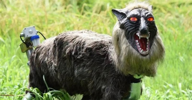 Robot chó sói chặn gấu hoang mò vào thành phố - KhoaHoc.tv