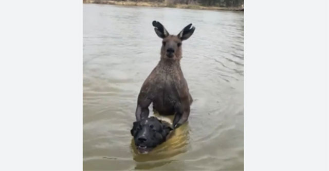 Thấy chó cưng sắp bị dìm chết dưới sông, người đàn ông liều mạng lao ...