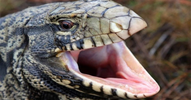 Thằn lằn to bằng con chó đe dọa miền nam nước Mỹ - KhoaHoc.tv