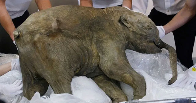 Xác voi Ma mút 42.000 năm tuổi xuất hiện trước công chúng - KhoaHoc.tv