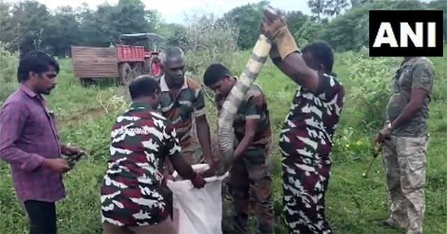 Video: Cận cảnh màn bắt rắn hổ mang khổng lồ dài 4,6m - KhoaHoc.tv