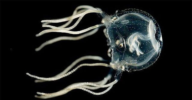 Sứa vẫn biết học hỏi dù không có não - KhoaHoc.tv