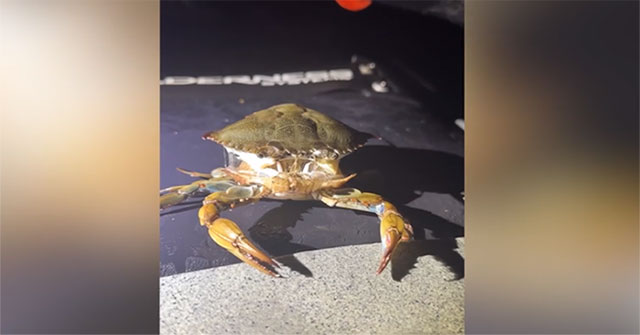 Video: Quá trình cua lột xác hiếm thấy - KhoaHoc.tv