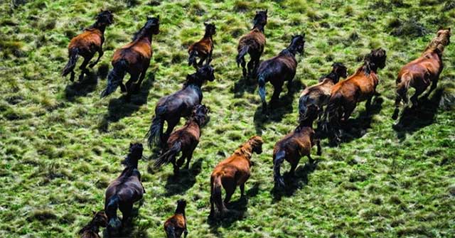 Australia bắt đầu tiêu diệt 14.000 con ngựa hoang - KhoaHoc.tv