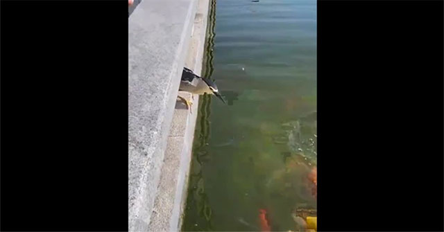 Video: Chim diệc tinh quái biết nắm cơ hội bắt cá - KhoaHoc.tv