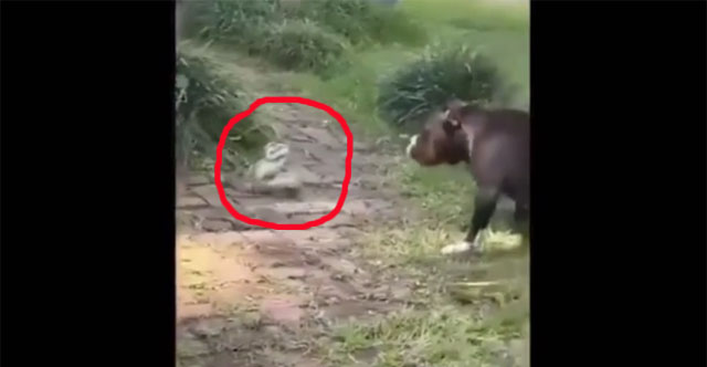 Cuộc chiến nảy lửa giữa chó và rắn - KhoaHoc.tv