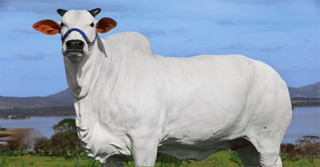 Nguồn gốc của con bò đắt nhất thế giới - KhoaHoc.tv