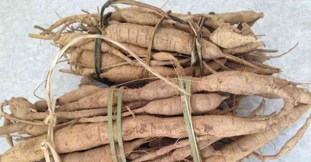 Loại củ mọc dại nhưng được ví như "vị thuốc của phổi", bồi bổ cơ thể ...