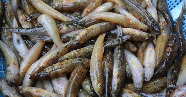 Top 4 loại cá giúp "xoa dịu" cơn đau nhức xương khớp - KhoaHoc.tv