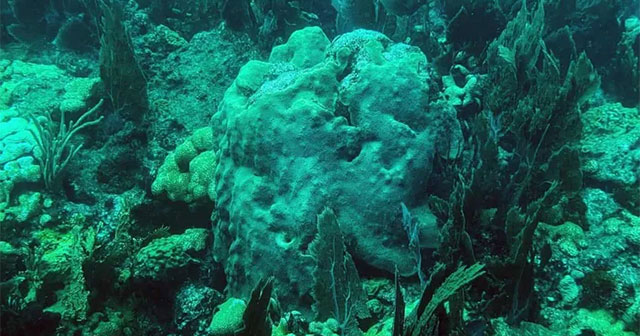 Các nhà khoa học tái tạo loài san hô nguy cấp trong phòng thí nghiệm ...