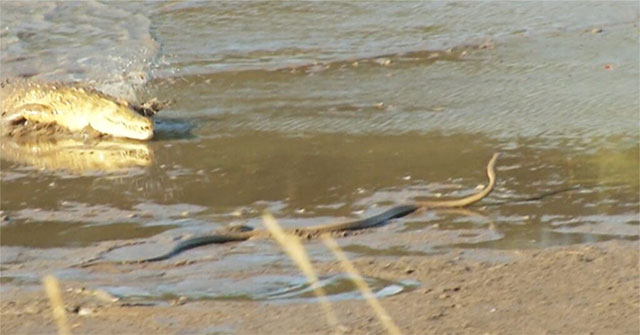Cuộc chiến sinh tồn khốc liệt giữa "ông vua đầm lầy" và loài rắn nguy ...