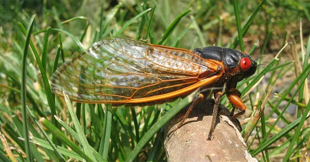 Tại sao một số loài ve sầu chỉ xuất hiện 17 năm một lần? - KhoaHoc.tv
