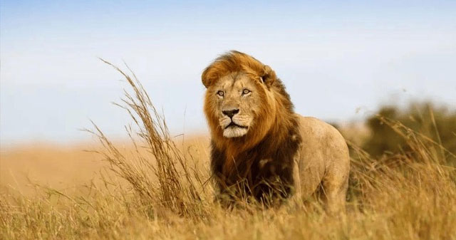 Tại sao sư tử đực ngừng săn mồi khi chúng đã trở thành vua sư tử ...