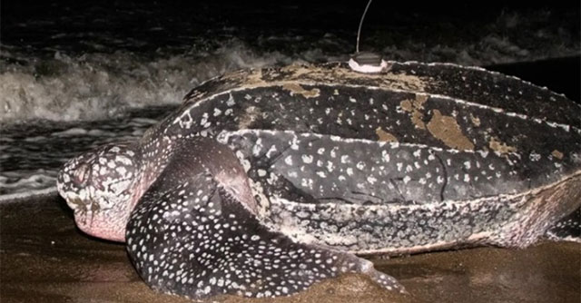 Rùa da phá vỡ kỷ lục lặn sâu nhất thế giới - KhoaHoc.tv