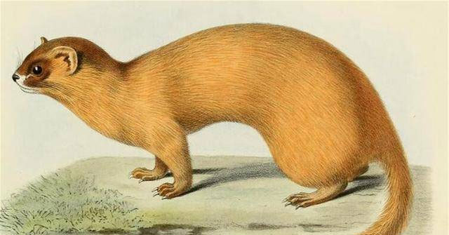 Tại sao người xưa tin rằng không thể giết được chồn? Nghiên cứu khoa ...