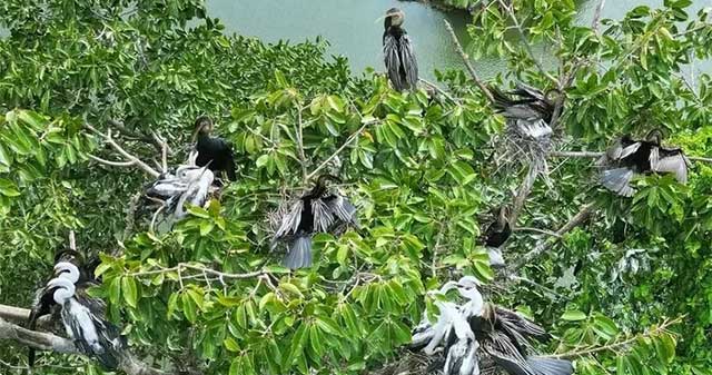 Xuất hiện đàn chim cổ rắn quý hiếm làm tổ tại Biên Hòa, Đồng Nai ...