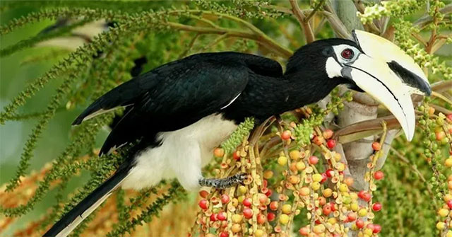 Đang uống cà phê ở Thủ Đức, phát hiện chim cao cát bụng trắng quý hiếm ...