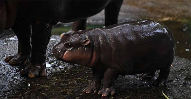 Vì sao hà mã Moo Deng trở thành hiện tượng mạng gây sốt? - KhoaHoc.tv