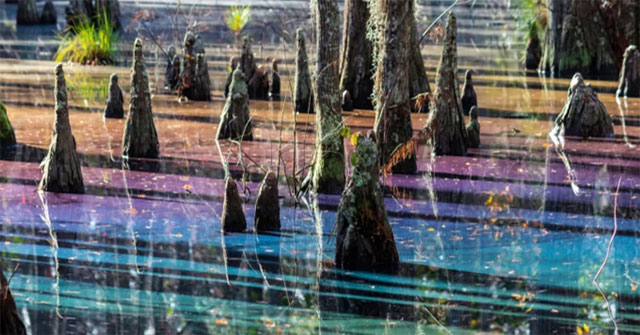 Độc đáo "đầm lầy cầu vồng" ở Virginia, Mỹ - KhoaHoc.tv