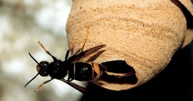 Cách nhận biết các loài ong và cách xử lý khi bị đốt - KhoaHoc.tv