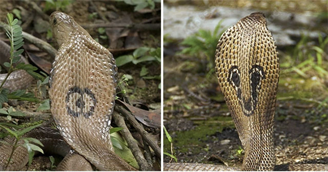 Những loài rắn hổ mang cực độc phân bố tại Việt Nam - KhoaHoc.tv