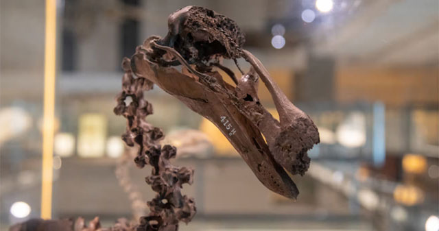 AI giúp mẫu động vật trong bảo tàng kể chuyện - KhoaHoc.tv