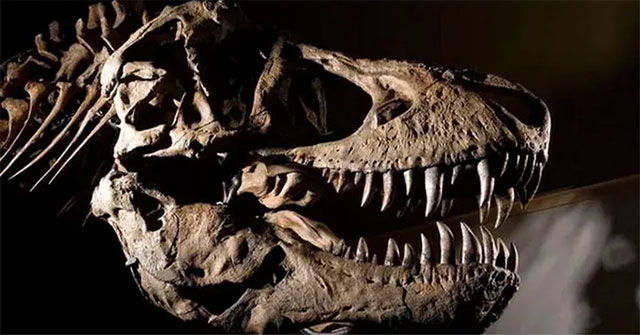 Những kẻ săn mồi bí ẩn trong kỷ nguyên của khủng long - KhoaHoc.tv