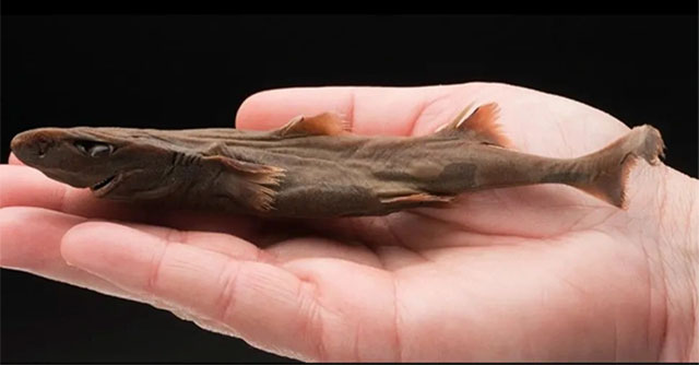 Loài cá mập nhỏ nhất thế giới, nằm gọn lỏn trên tay người - KhoaHoc.tv