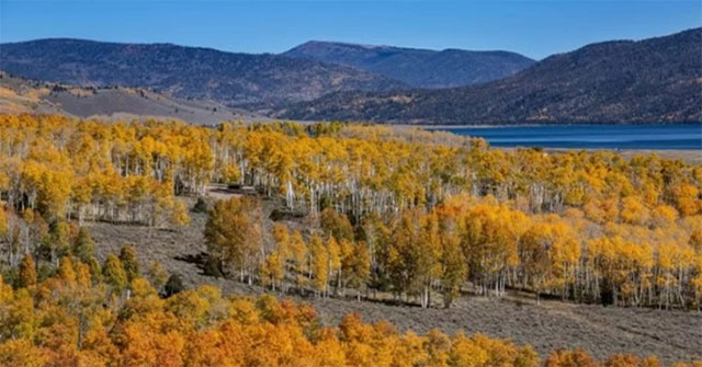 Khu rừng nhân bản có niên đại lớn nhất hành tinh - KhoaHoc.tv