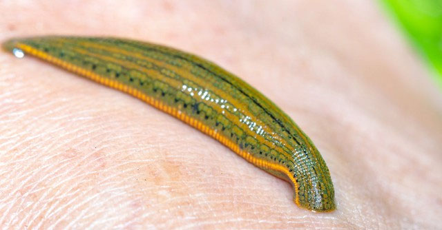 Vì sao con đỉa có thể sống trong mũi hơn nửa tháng? - KhoaHoc.tv