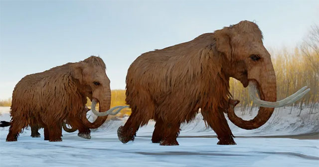 Voi ma mút hóa ra là món ăn chính của người tiền sử Bắc Mỹ - KhoaHoc.tv